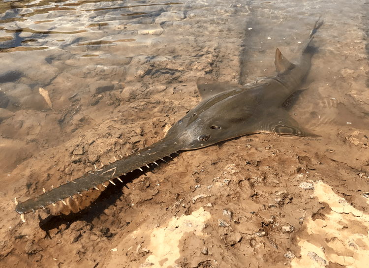 Sawfish Species — Sawfish Conservation Society
