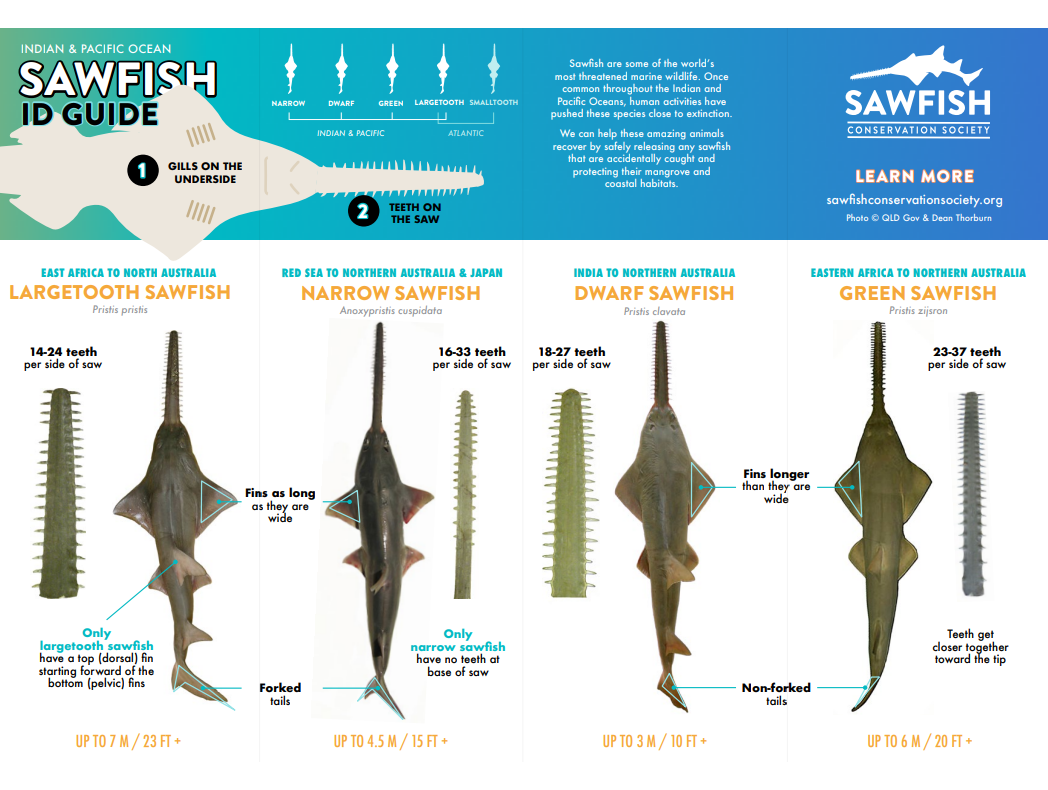 Sawfish Conservation Society