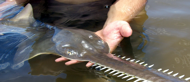 International Sawfish Day — Sawfish Conservation Society