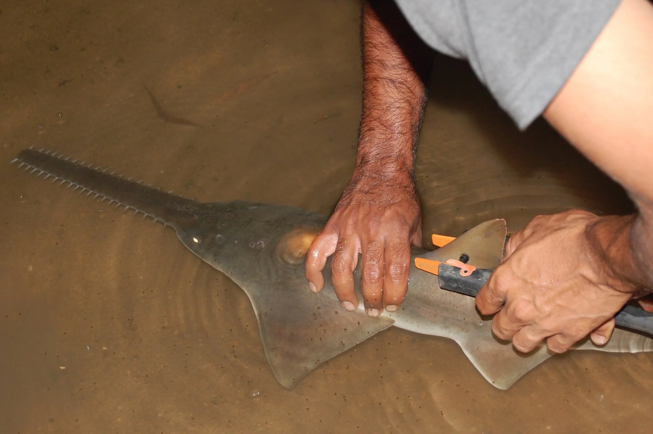 Sawfish Programs and Projects — Sawfish Conservation Society
