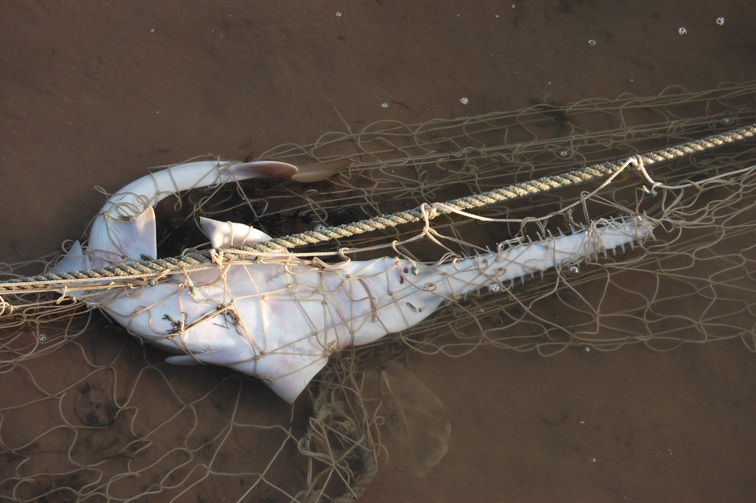 Conservation — Sawfish Conservation Society