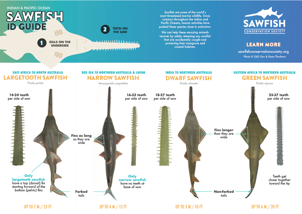 Sawfish Identification — Sawfish Conservation Society