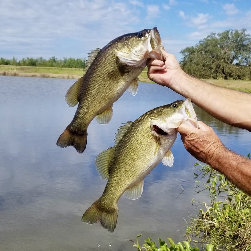 Hybrid Largemouth Bass