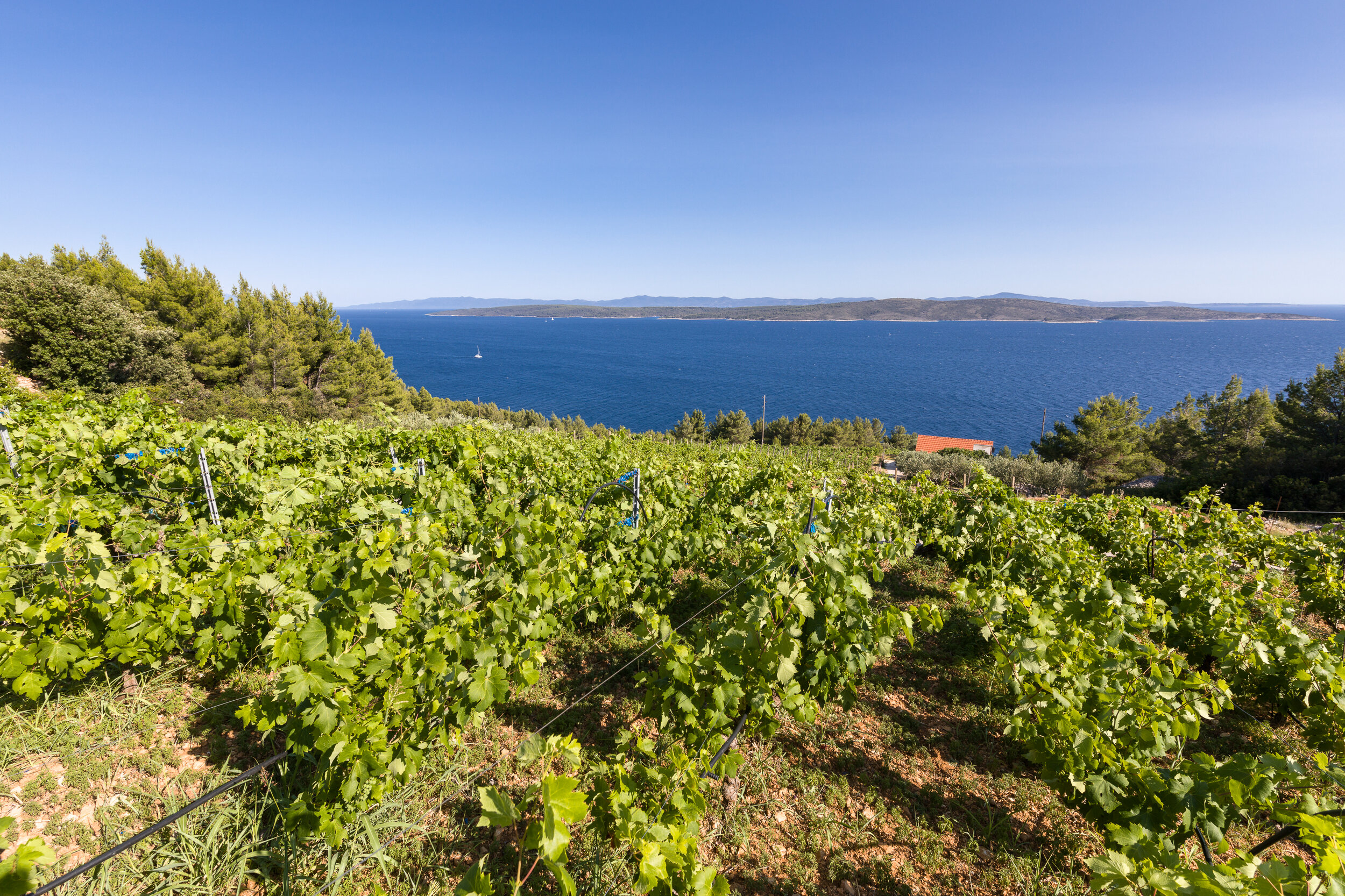 Tonči Marijan — Hvarwine