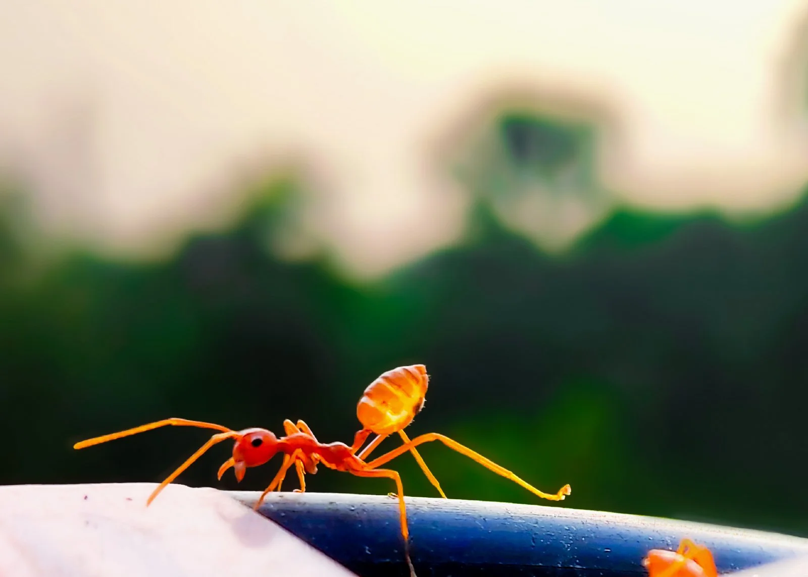 Homemade Fire Ant Killer: Do 11 Popular Home Remedies Kill Ants ...