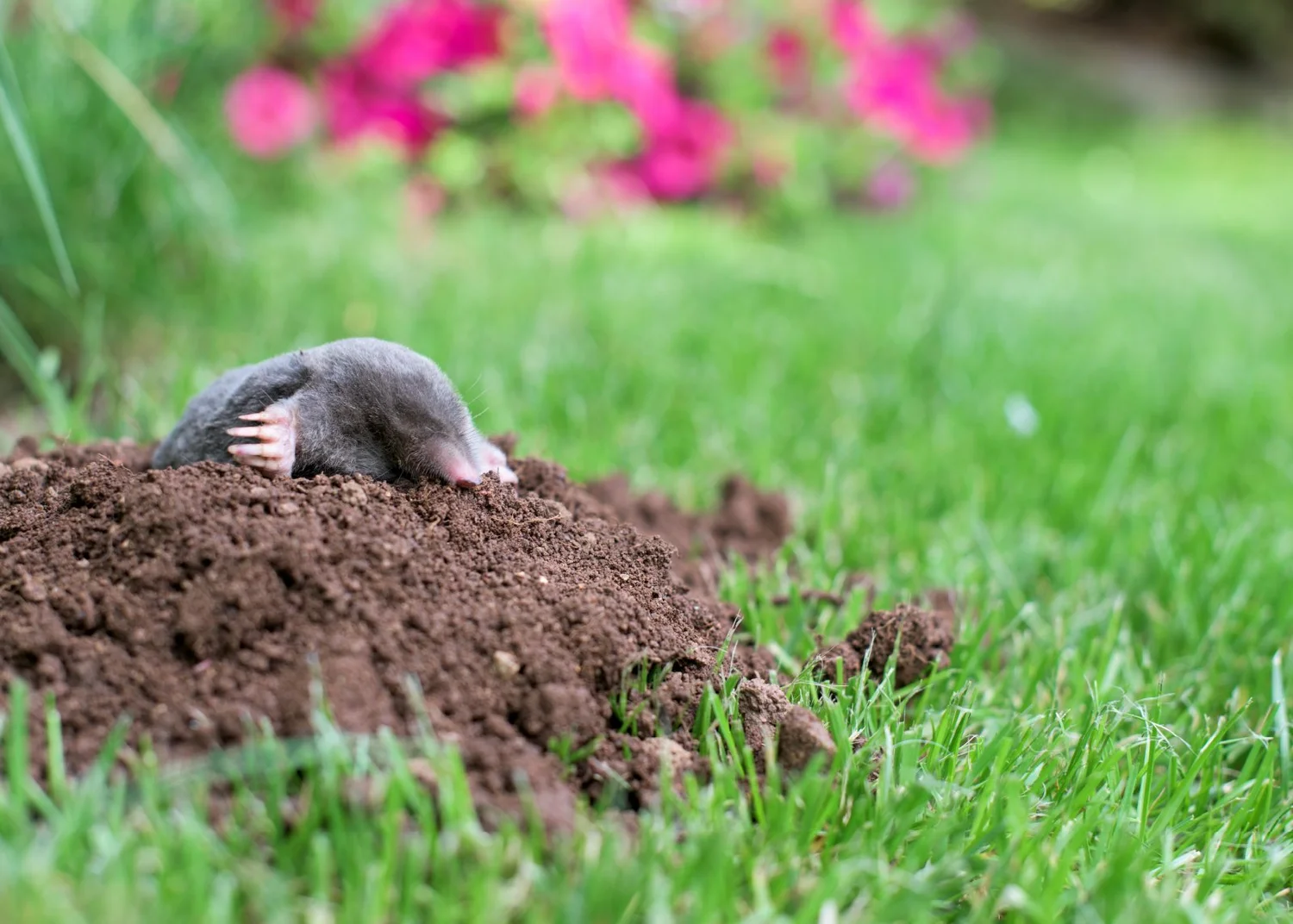 How to Get Rid of a Ground Mole — Boots On Enterprises