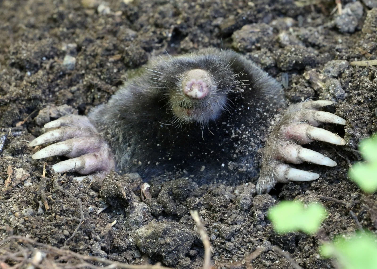 How to Get Rid of a Ground Mole — Boots On Enterprises