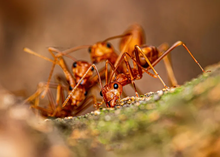 How to Get Rid of Fire Ants in Your Yard — Boots On Enterprises