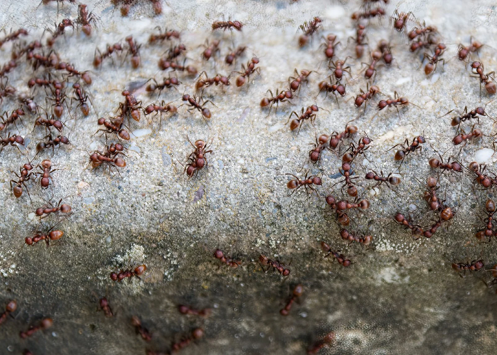 How to Get Rid of Fire Ants in Your Yard — Boots On Enterprises