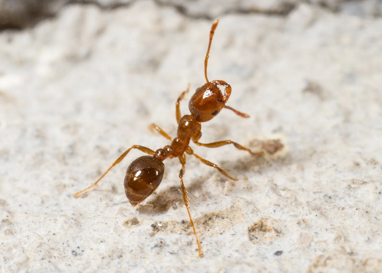 How to Get Rid of Fire Ants in Your Yard — Boots On Enterprises