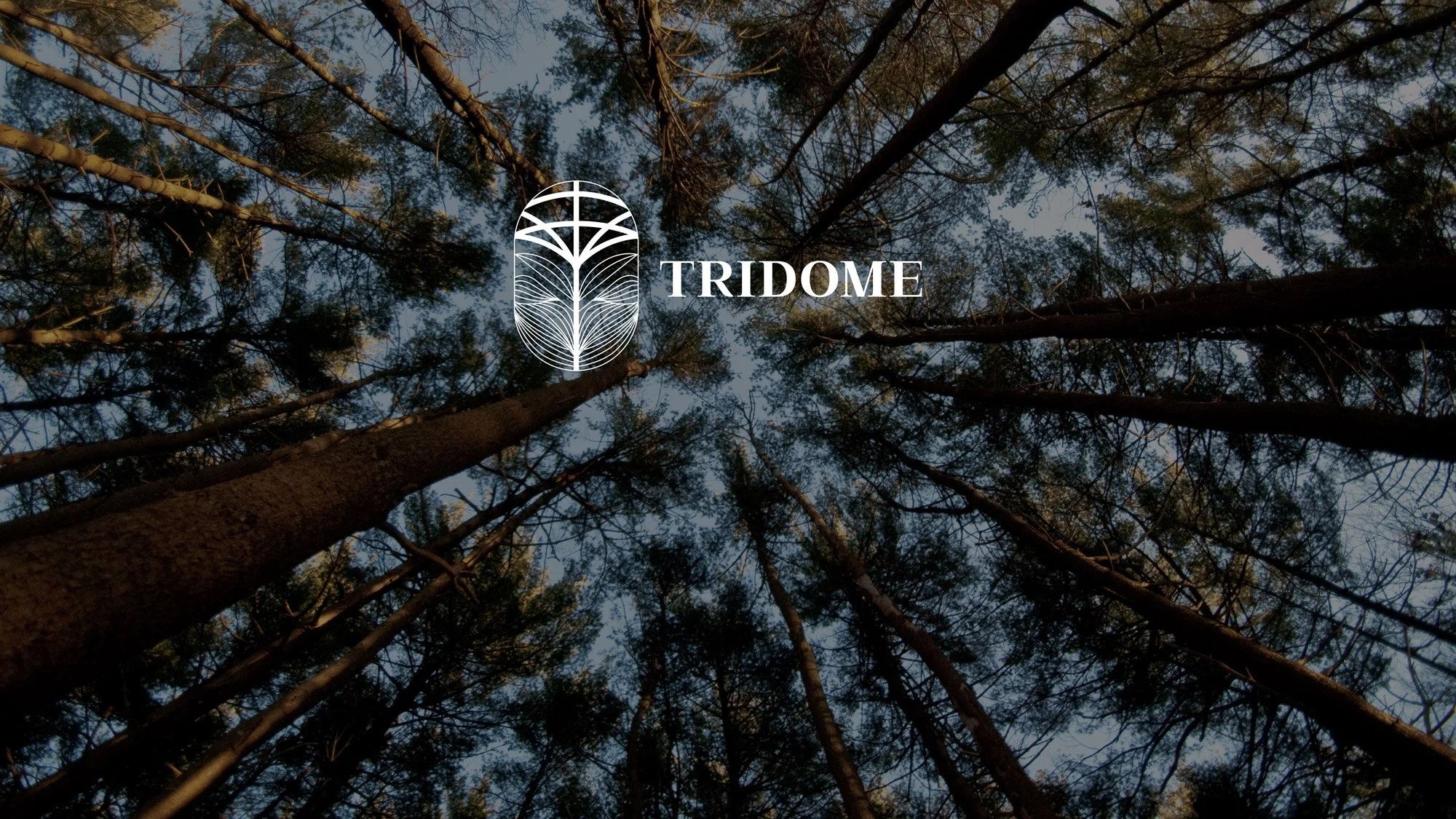 Tridome Studios and Tridome Structures branding — Lab Creative
