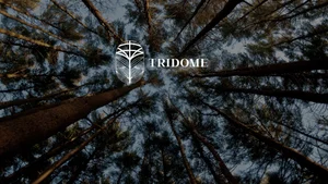 Tridome Studios and Tridome Structures branding — Lab Creative