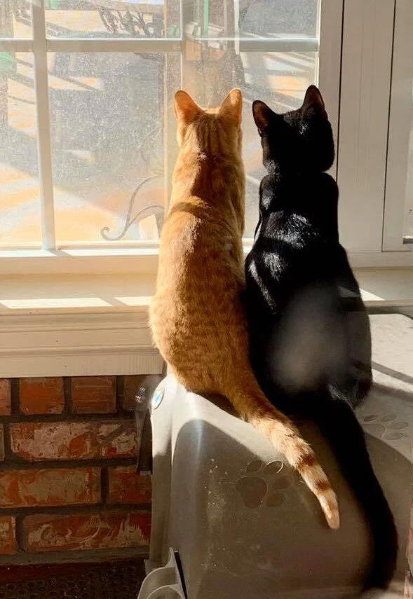 Kitty Cove Rescue