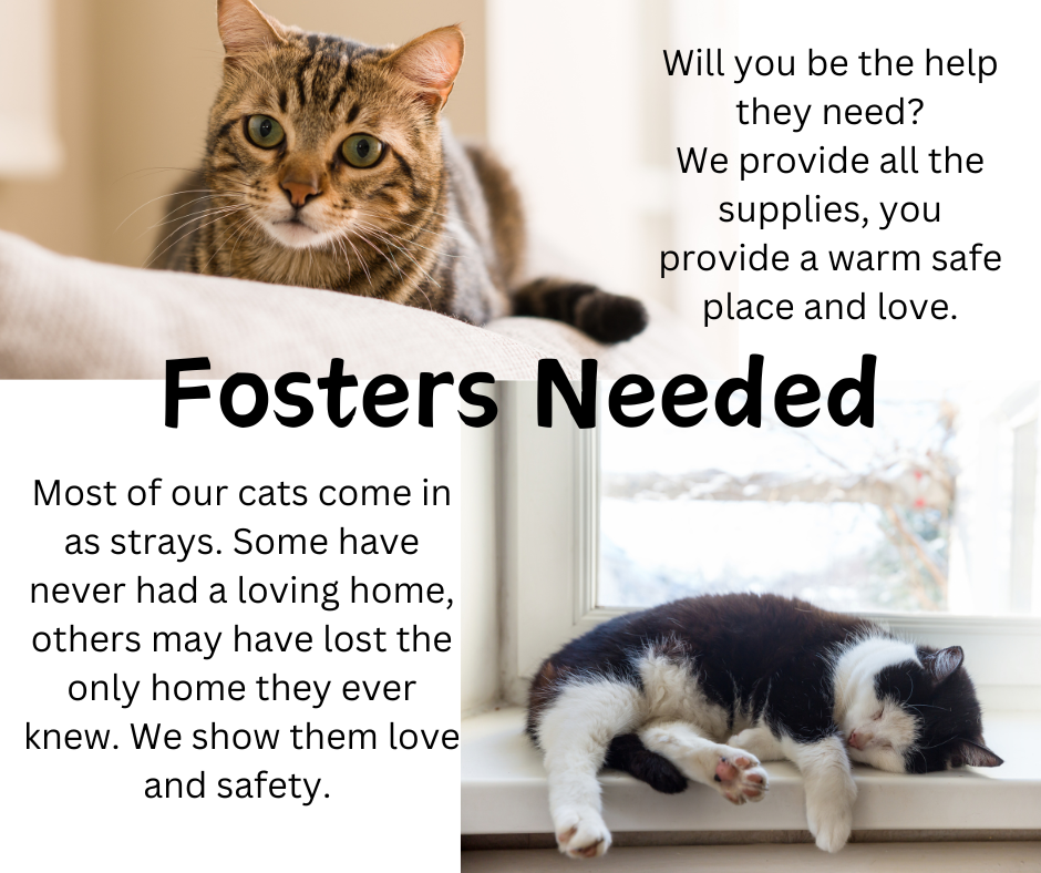 cat rescue volunteer — Kitty Cove Rescue