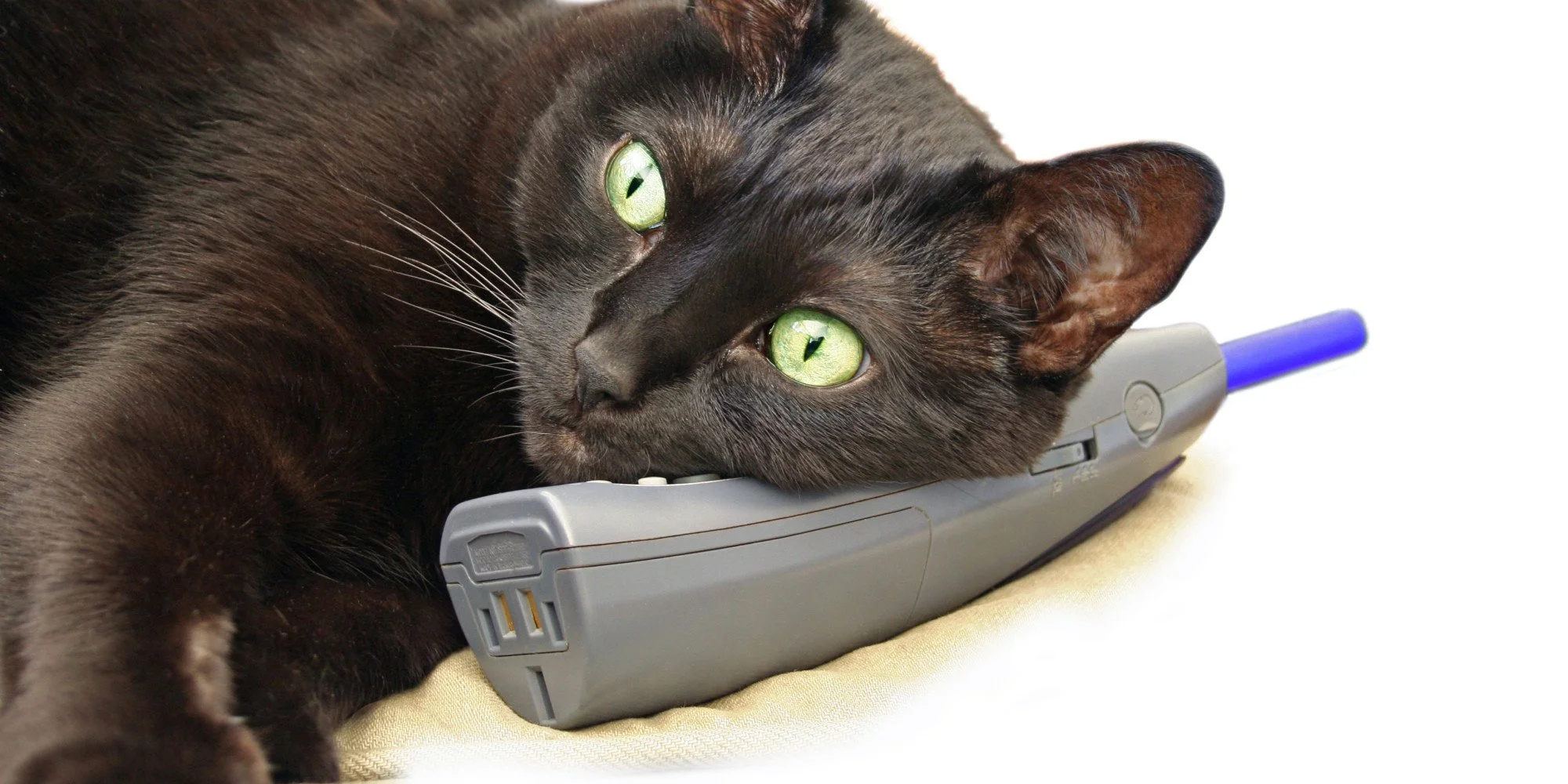 Contact us — Kitty Cove Rescue