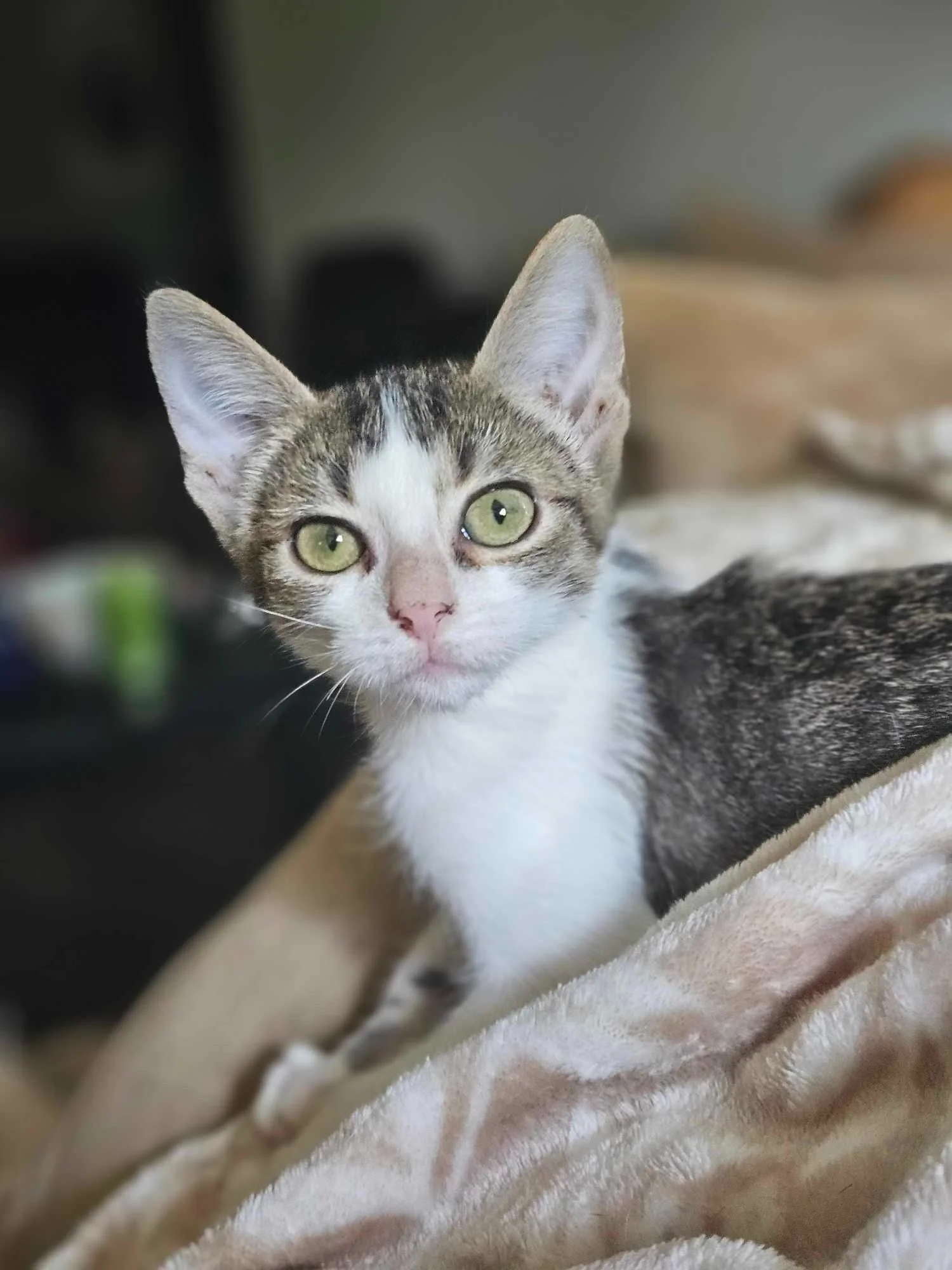 Adoption Application — Kitty Cove Rescue