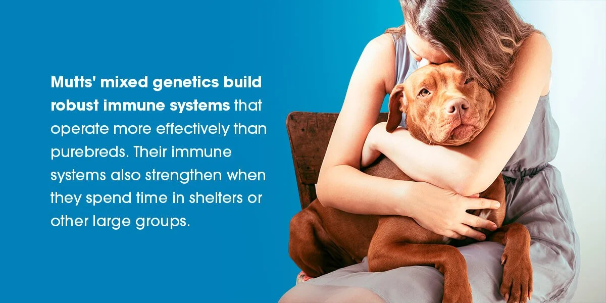Are Mutt Dogs Healthier