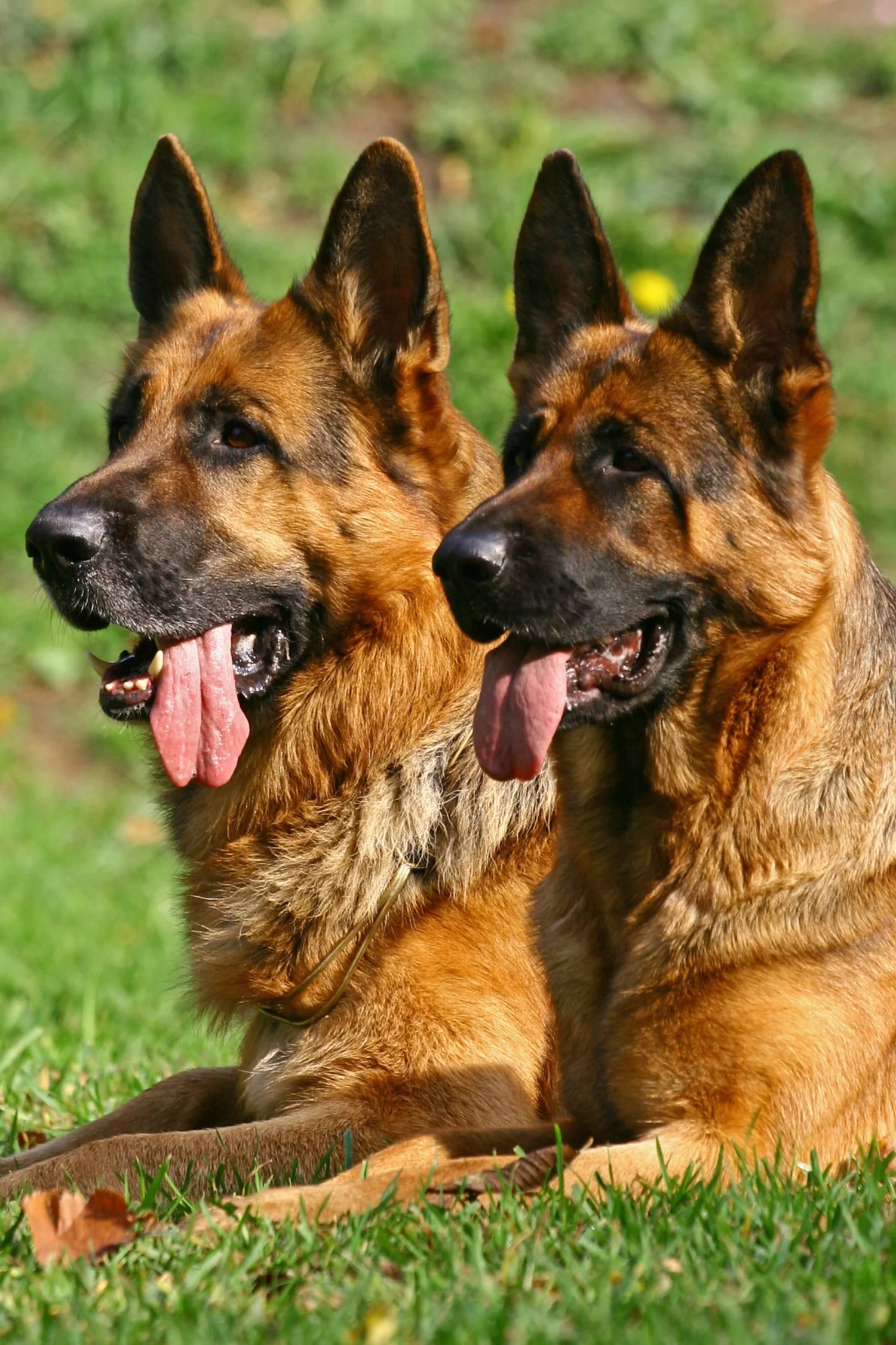Are German Shepherd Good With Other Dogs