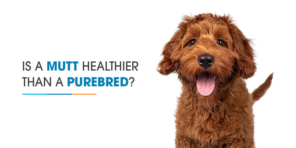 Are Hybrid Dogs Healthier Than Purebred