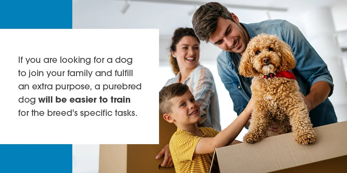 Are Purebreds Healthier Than Mutts