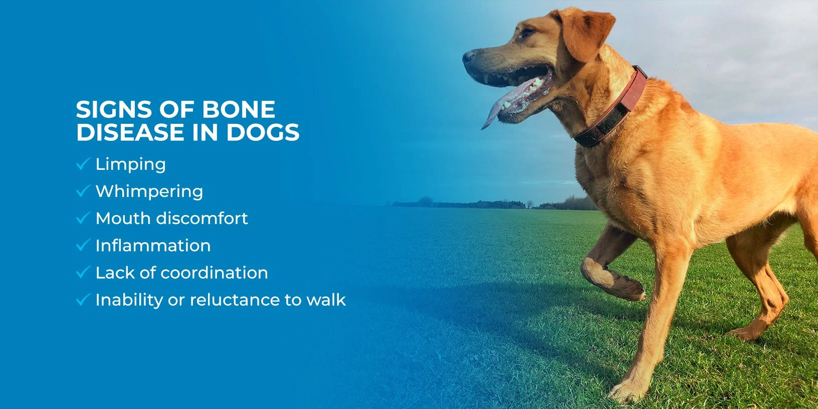 What Are The Symptoms Of Calcium Deficiency In Dogs