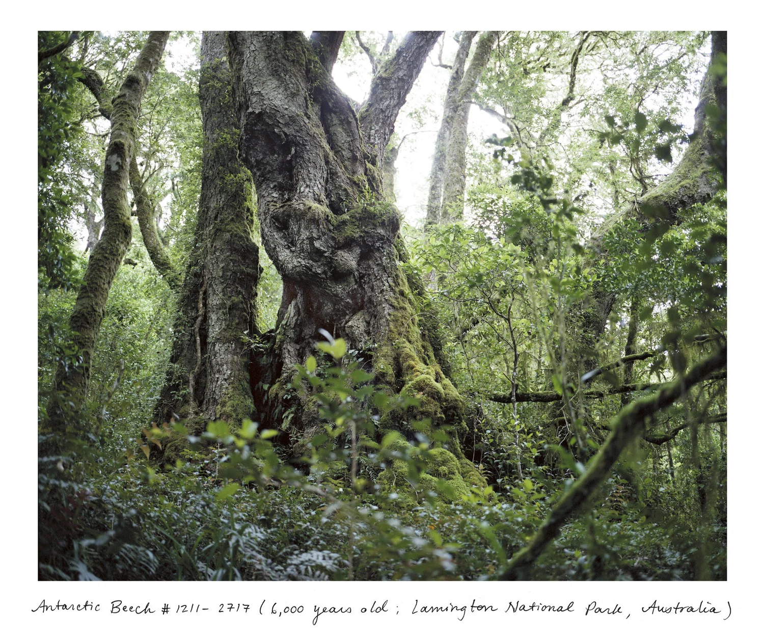 The Oldest Living Things in the World– Rachel Sussman — NewStudio Gallery