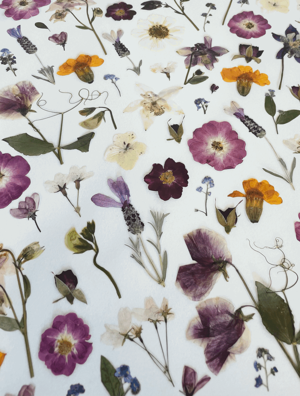 Shop Botanic Collection — Botanic Press | Floral Studio