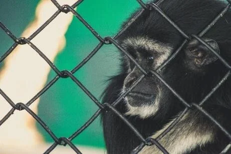 Mistreatment of Wild Animals in Captivity - Ballard Brief