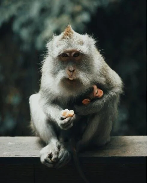 Mistreatment of Wild Animals in Captivity - Ballard Brief