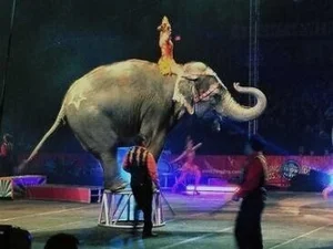 Mistreatment of Wild Animals in Captivity - Ballard Brief