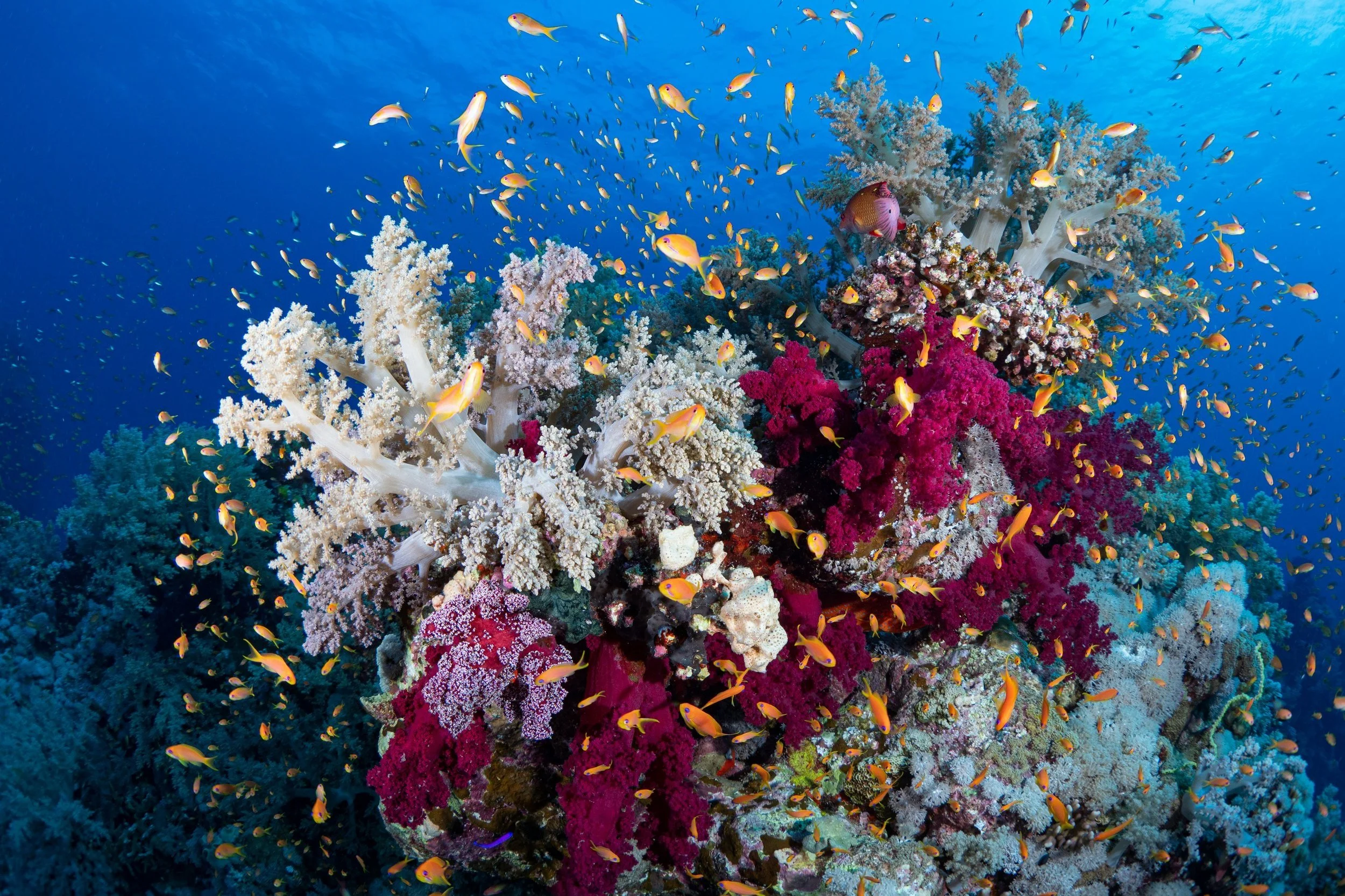 Coral Bleaching Effects On Ecosystem