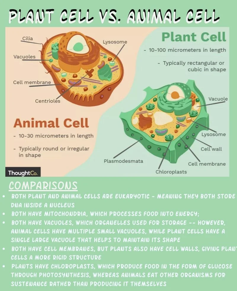 Cilia Plant Cell