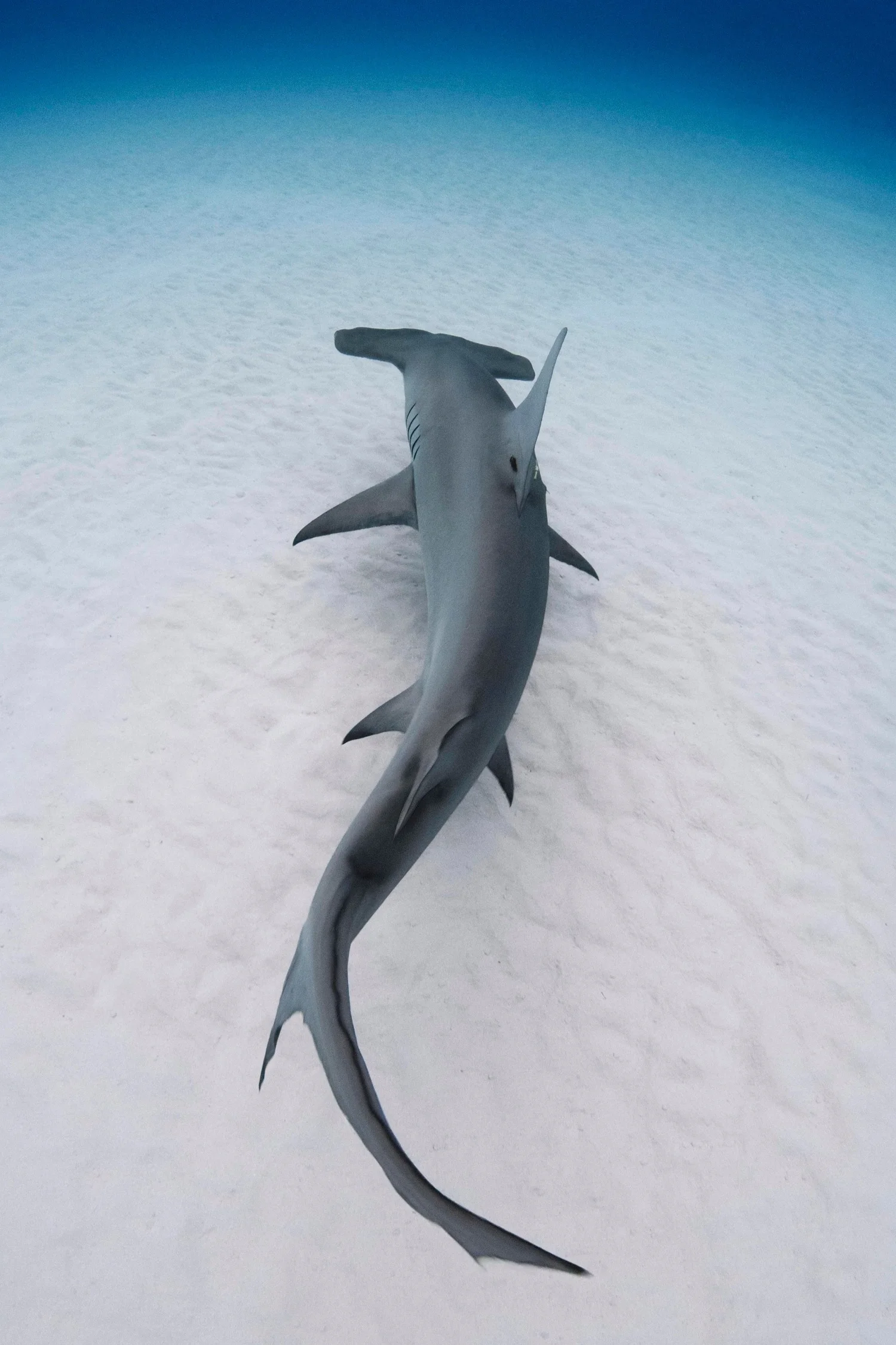 Sharks — Annie Guttridge