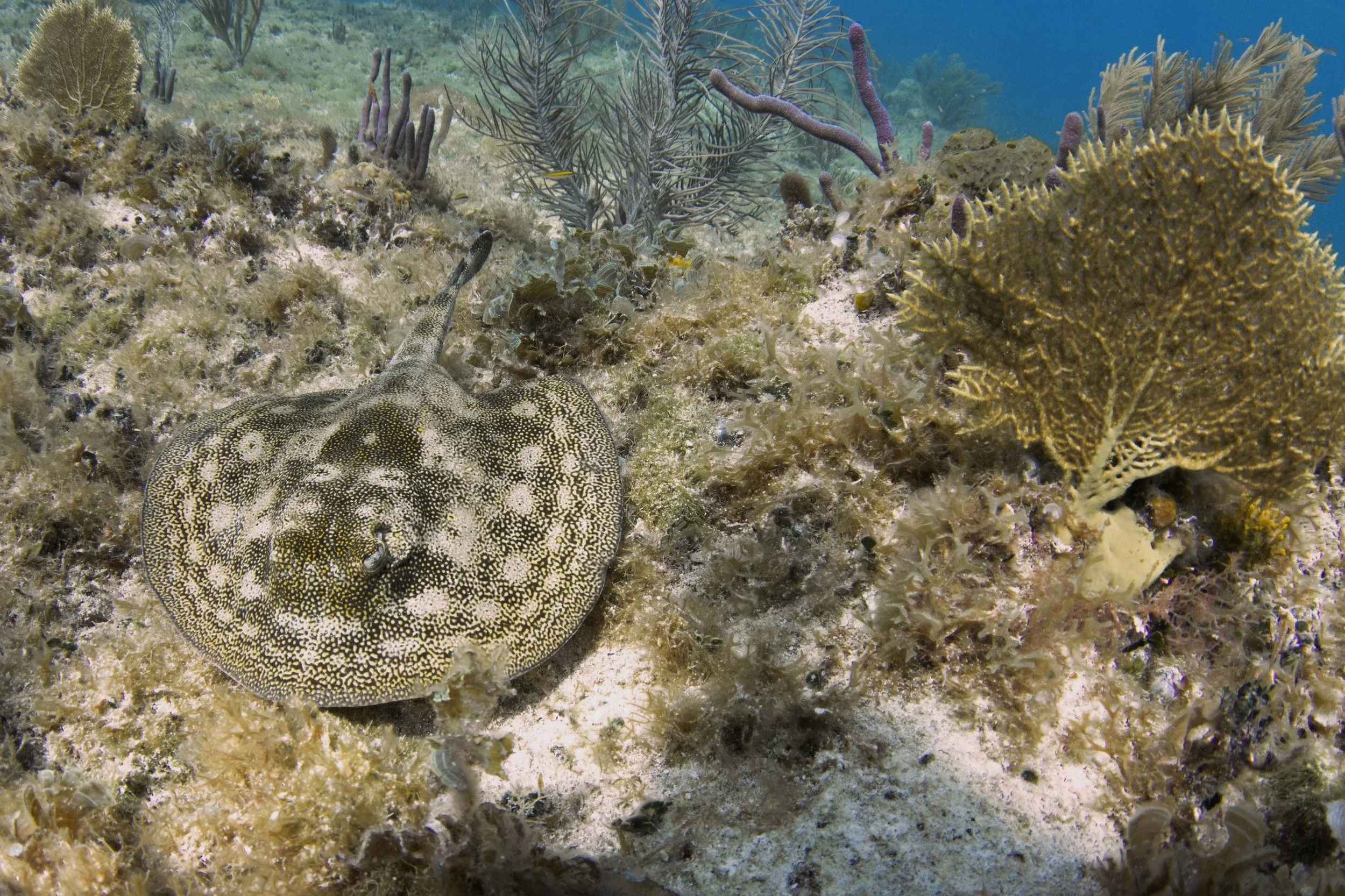 Rays — Annie Guttridge