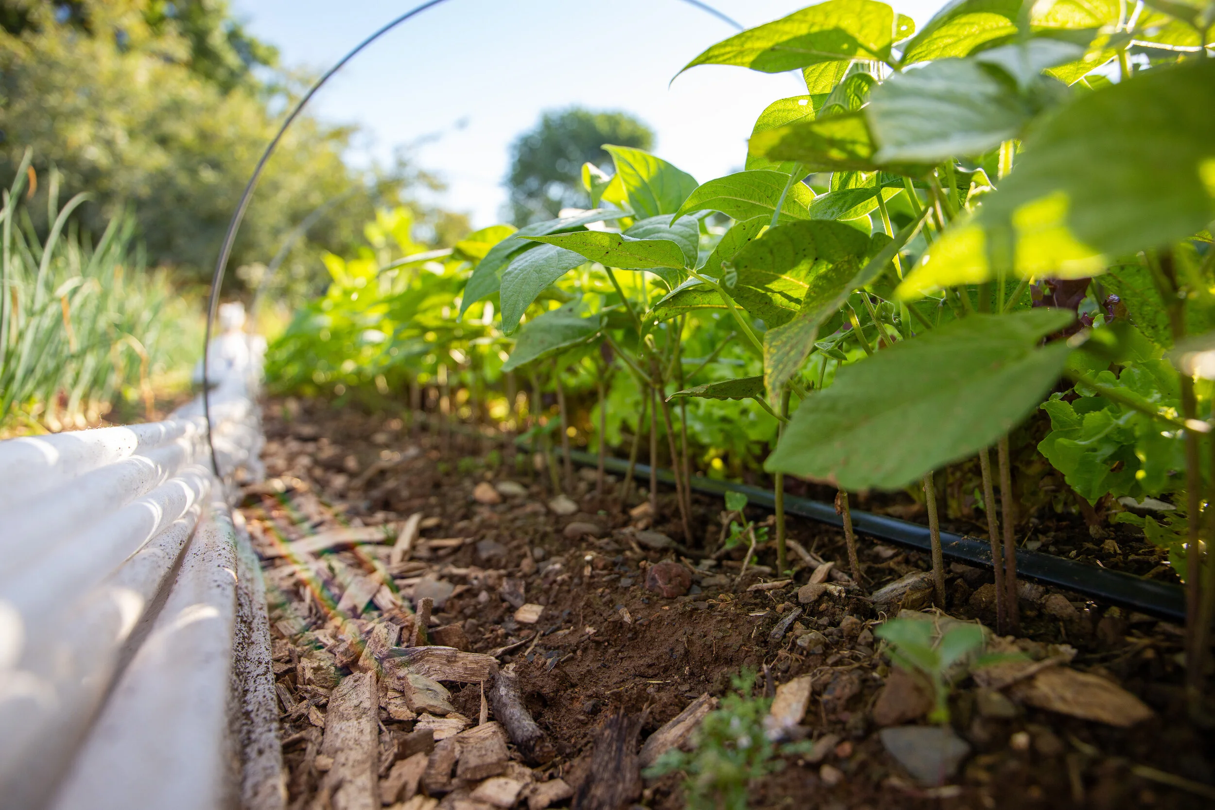 Services 3 — Friendly Neighbor Gardens