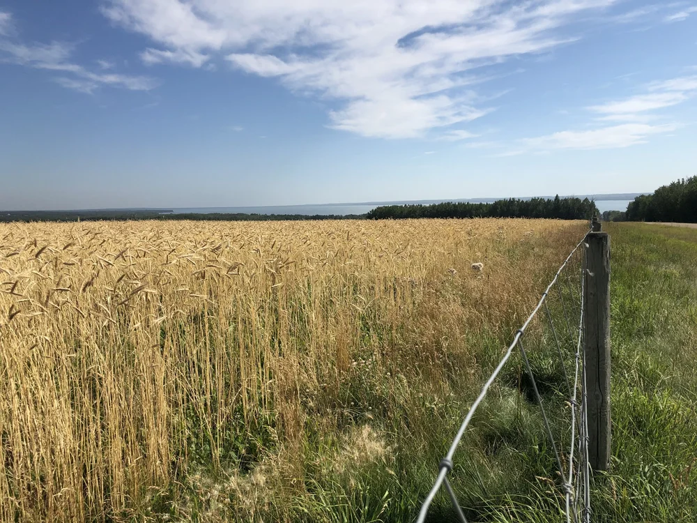 Nutrient Loading & Algae — Pigeon Lake Watershed Association