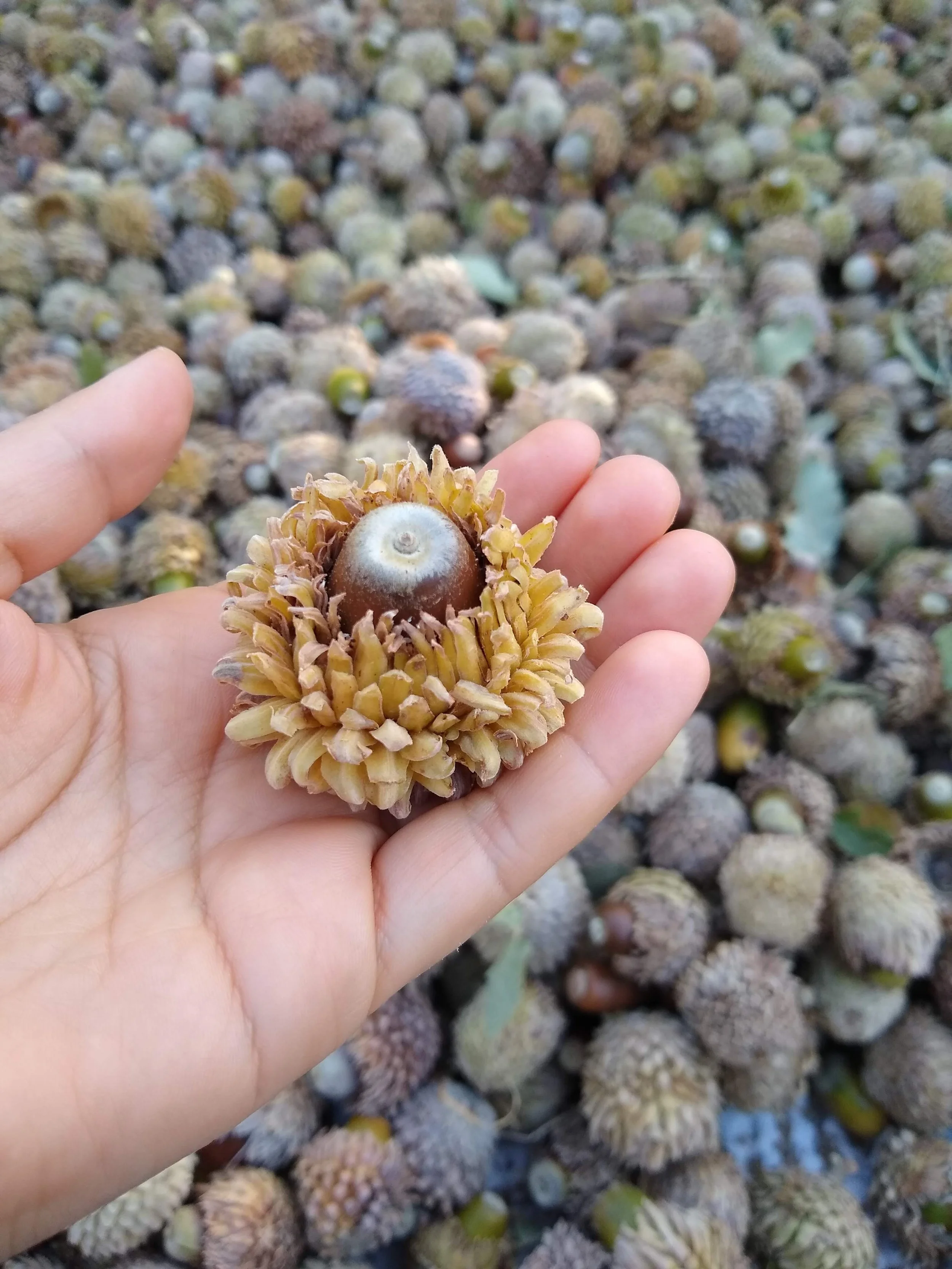 Preserving Herbal Traditions: Gathering Acorns on Kea with Marcie Mayer ...