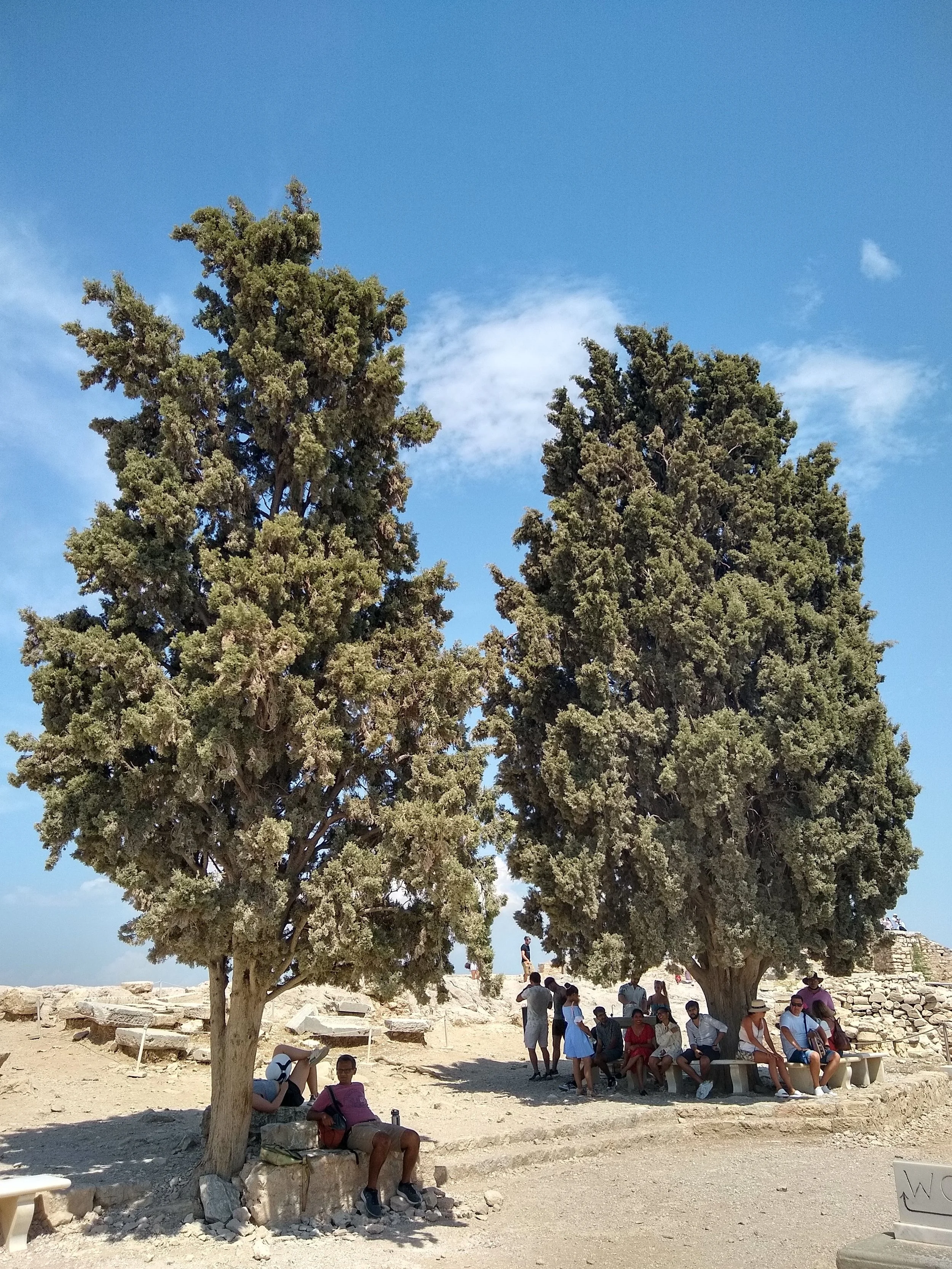 The Eight Trees Growing on the Acropolis in Athens, Greece — The Greek ...