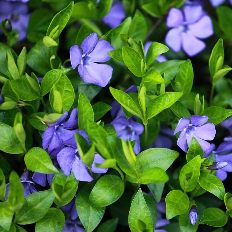Dioscorides Garden Project in Athens — The Greek Herbalist