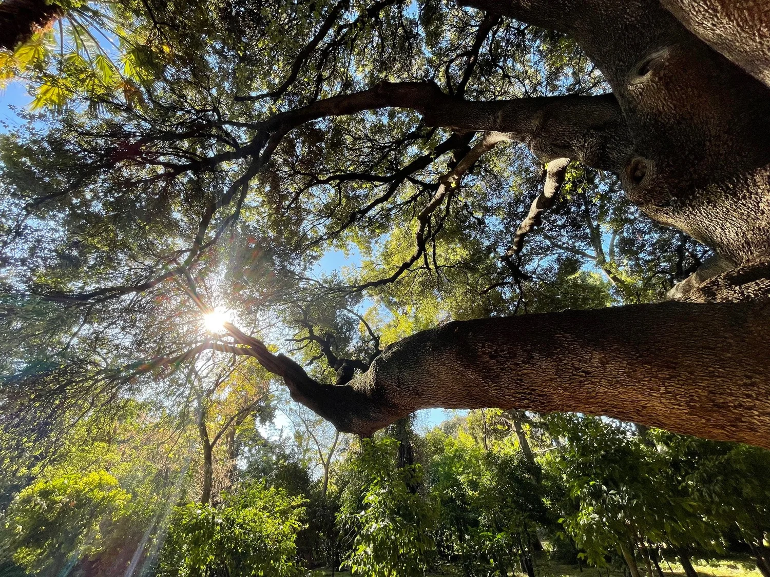 Guided Sacred Tree Meditation — The Greek Herbalist