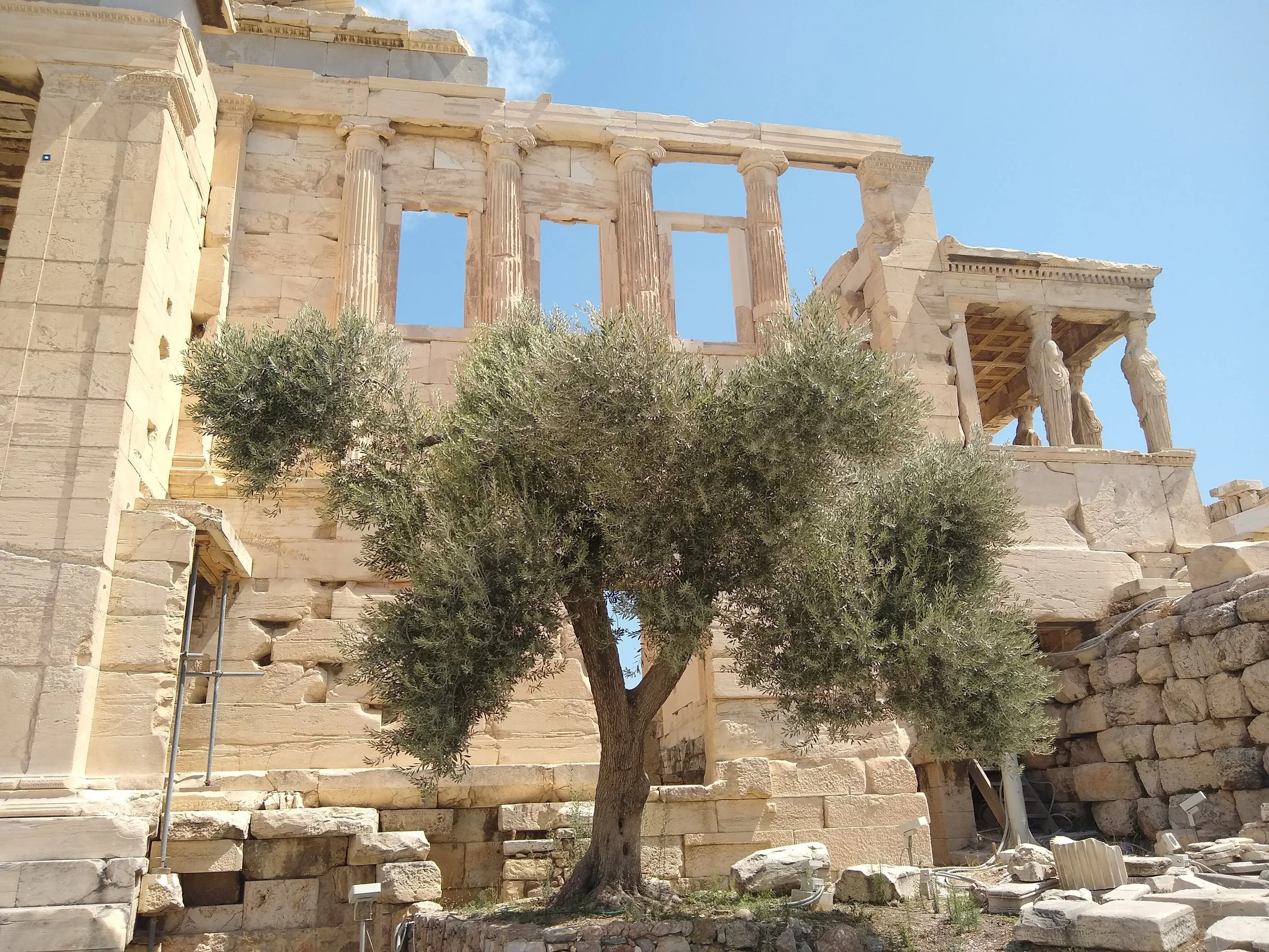 The Eight Trees Growing on the Acropolis in Athens, Greece — The Greek ...