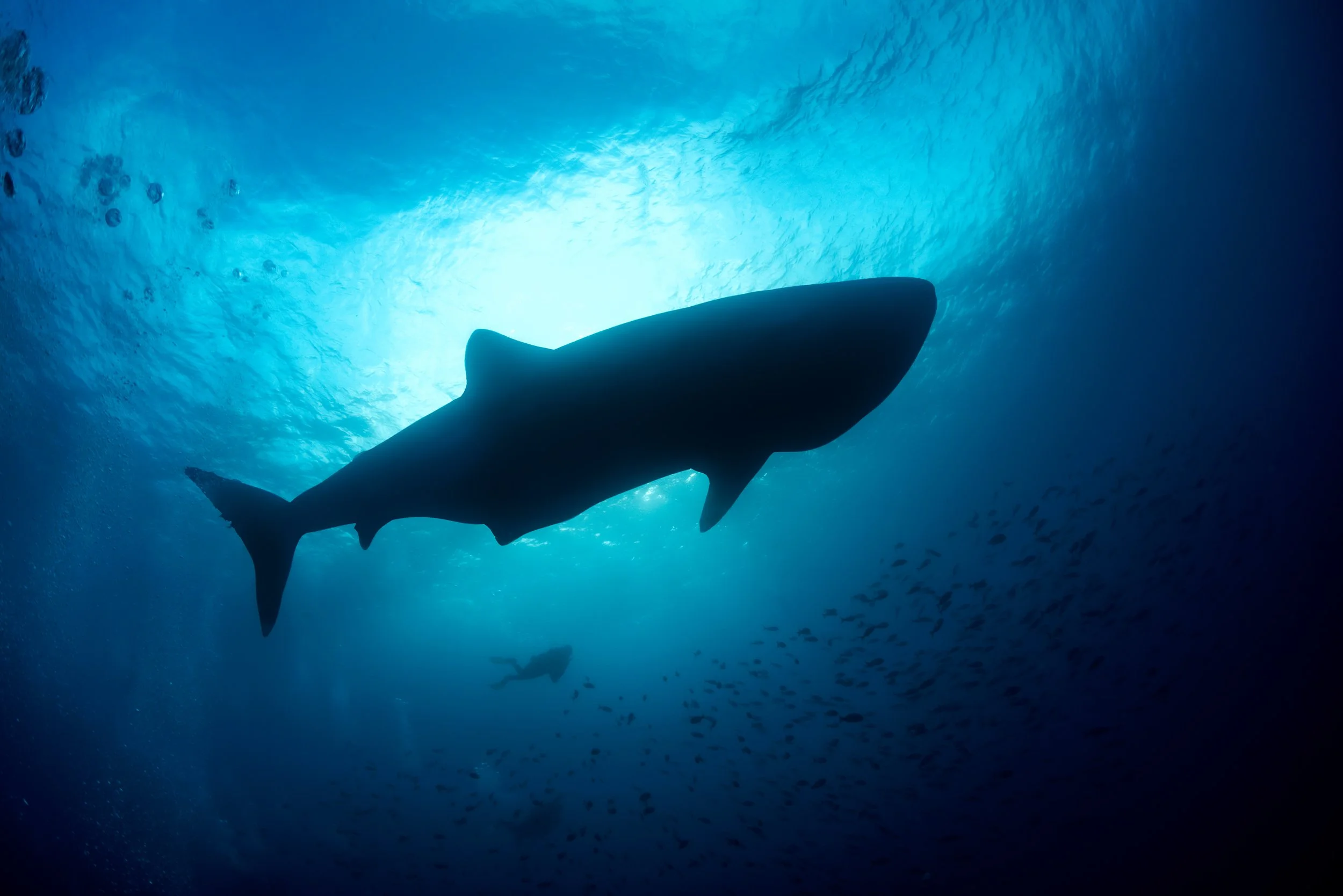 Still alive. (Again.) — Simon J Pierce