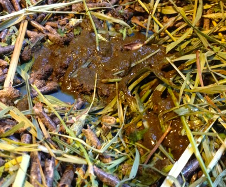 Guide to Bunny Poops — BUNS