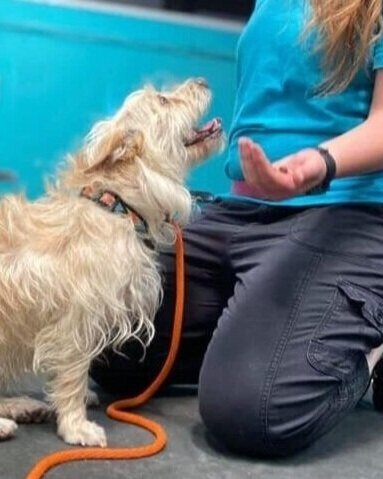 Drop Off Day School/ Enrichment — Kudos 2 Canines | Salt Lake County's Premier Dog & Puppy Classes