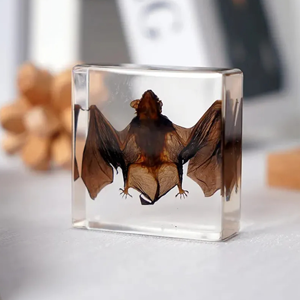 ONLINE SHOP — Skellington Curiosities