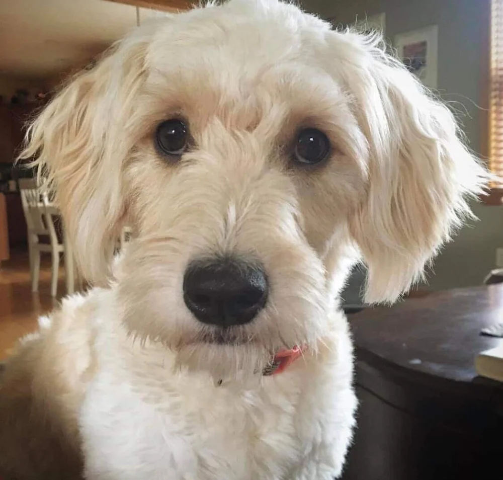 Blue Eyed Goldendoodle