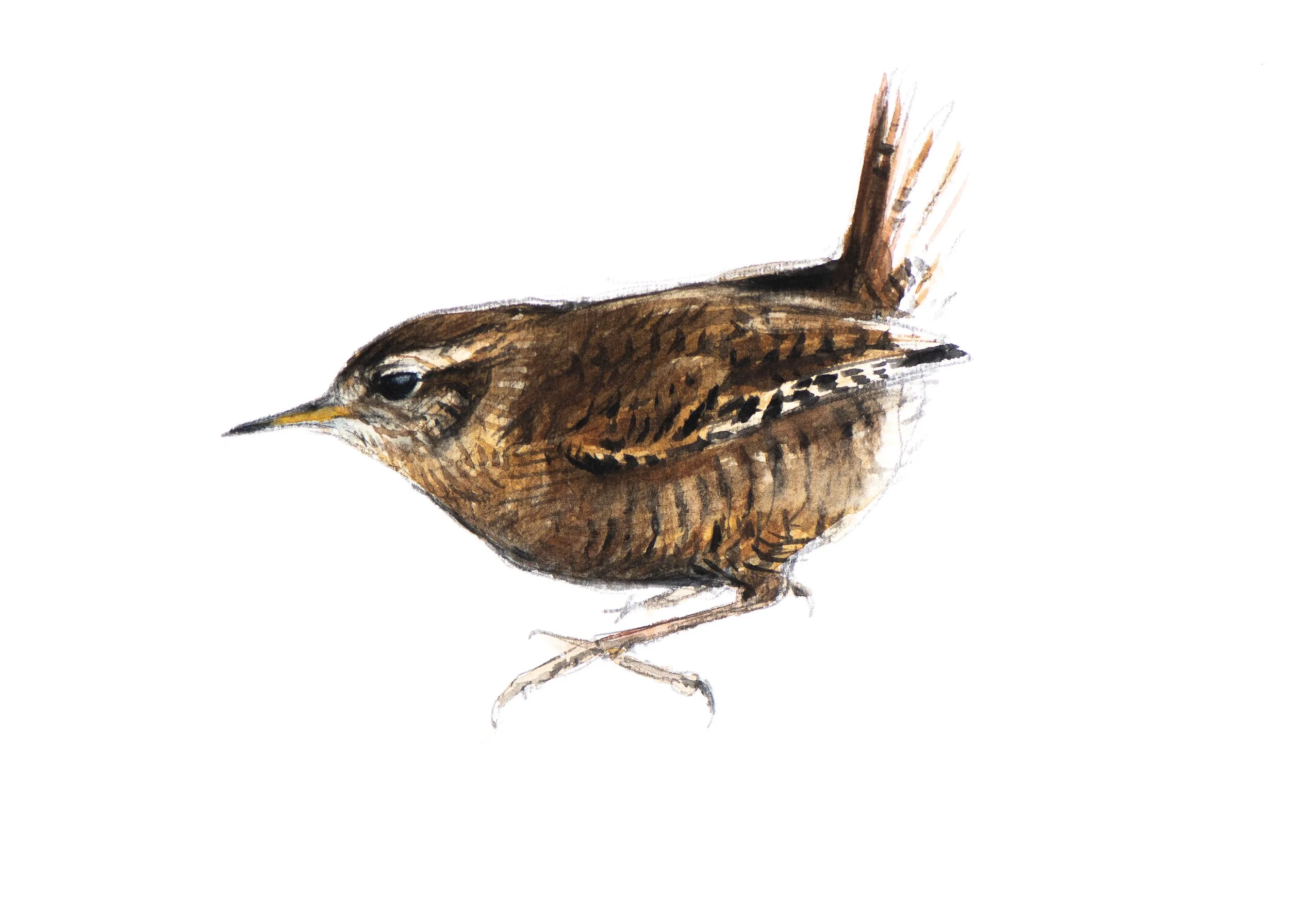 Birds — Axel Thorenfeldt