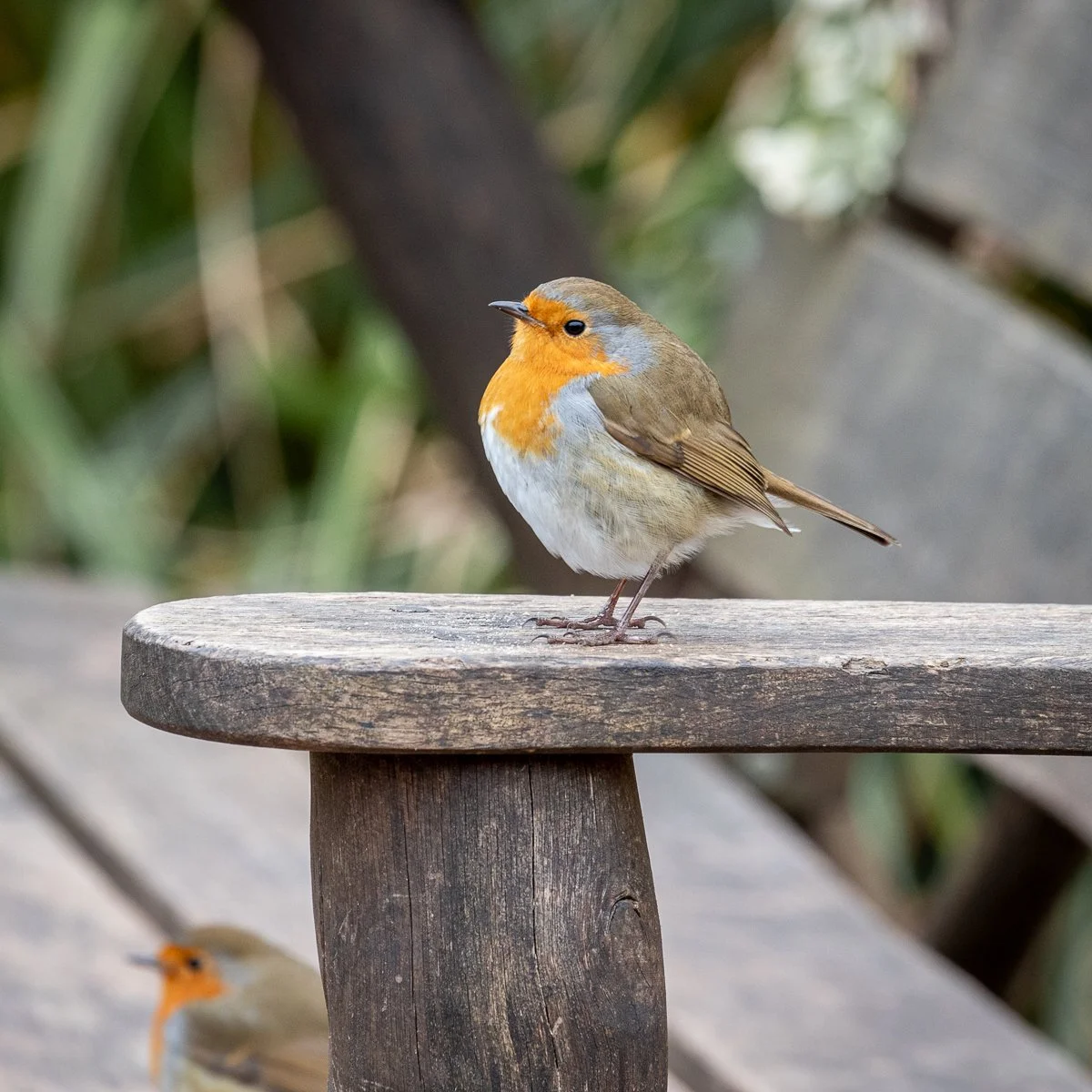 General 1 — The Friends of Old Sneed Park Nature Reserve