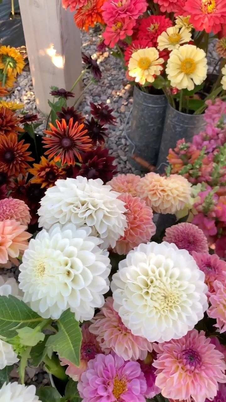 North Ogden Flower Farm