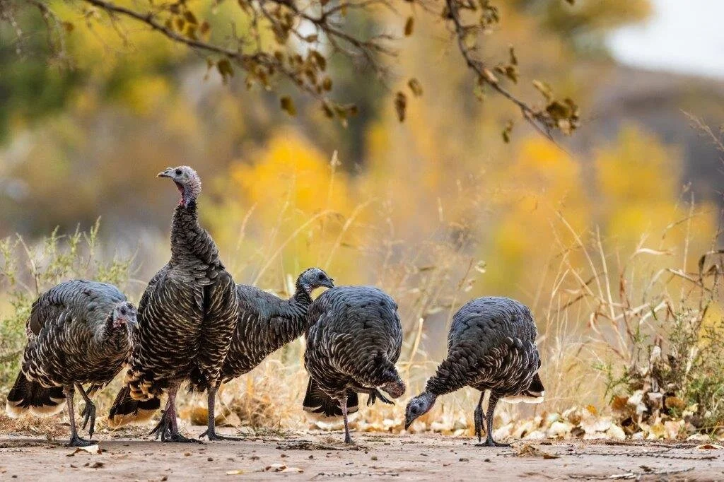 Visitor's Information — Visit Canadian Texas